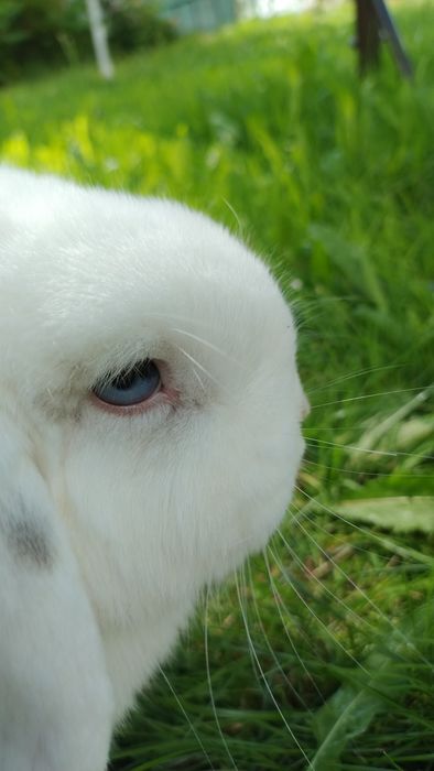 Królik rasy Mini Lop Kamienna Góra • OLX.pl