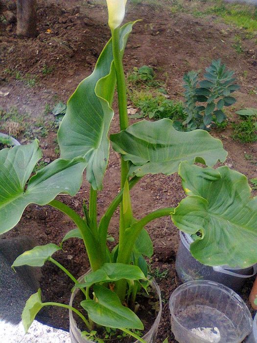 Plantas de exterior - Jarros ou copos de leite Ramada E Caneças • OLX ...