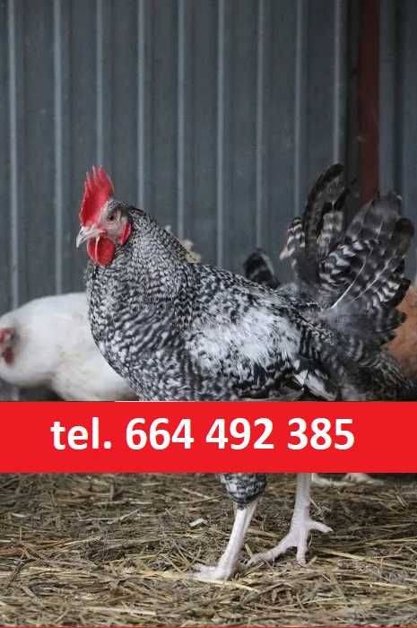 kury green shell - giełda zwierząt - kategoria Rolnictwo | OLX