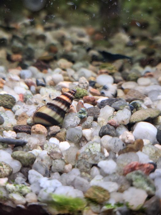 Ślimak Helenka 10 szt. za darmo - zwalczają szkodliwe ślimaki Warszawa ...