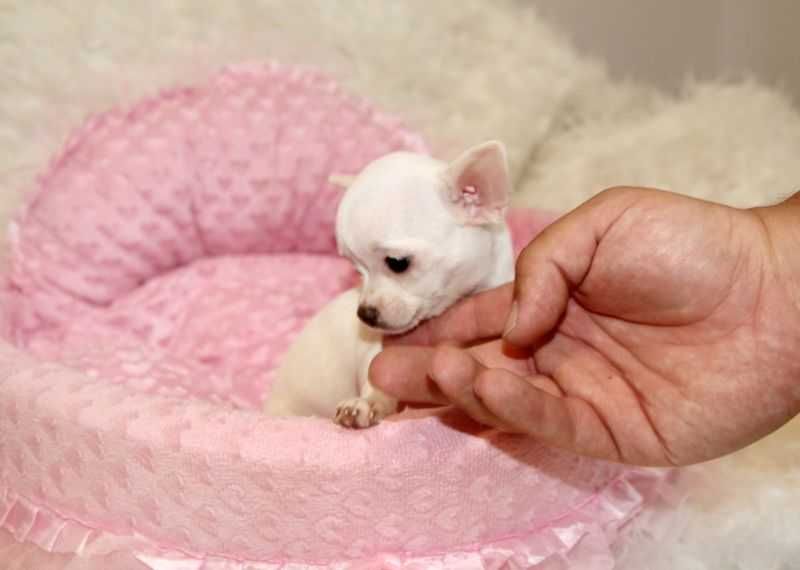 Chihuahua krótkowłosa XS – Lili Katowice Bogucice • OLX.pl