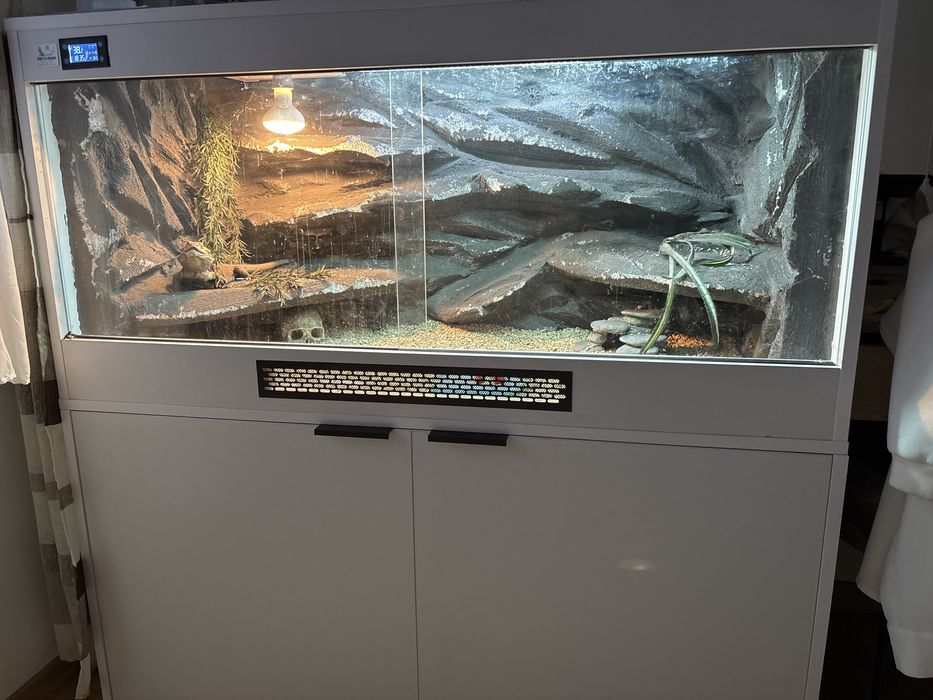Agama brodata – samiec, 17 miesięcy, z terrarium 120×60×60 + szafka ...