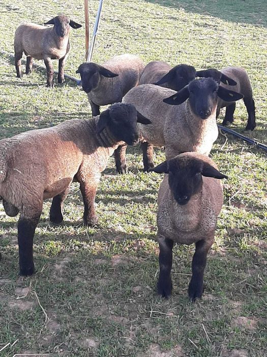 Borregos / Borregas da Raça Suffolk Puros Pedreiras • OLX Portugal