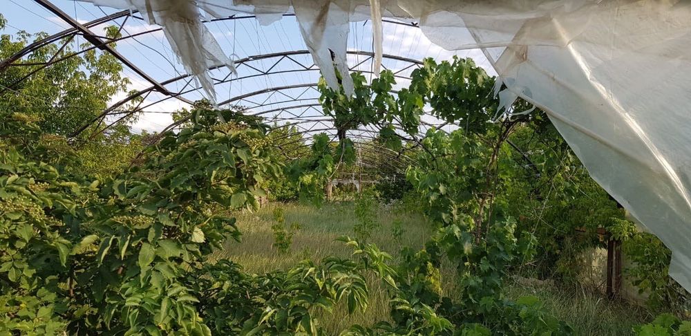 Теплицы для огорода: 80 000 грн. - Сад / город Одеса на Olx