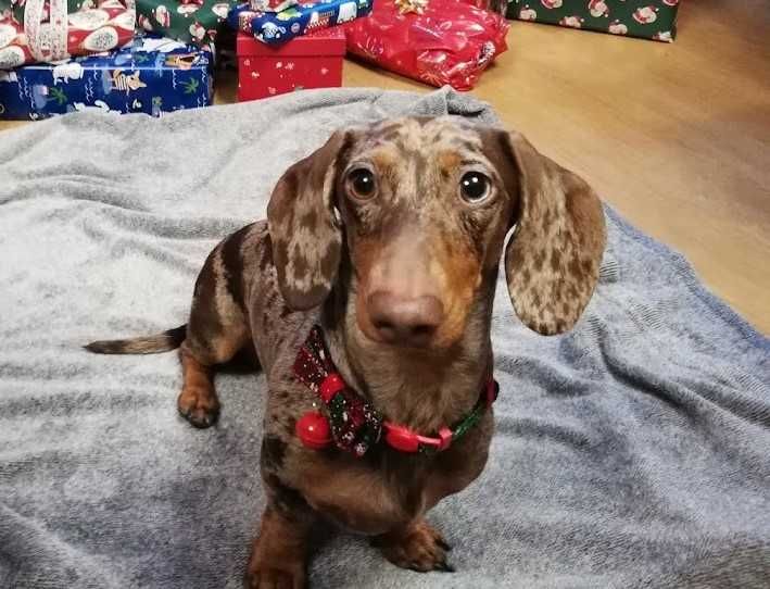 Reproduktor jamnik miniaturowy czekoladowy merle, FCI/ZKwP Wrocław Psie Pole • OLX.pl