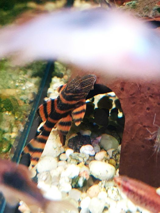 L397 Panagolus sp. zbrojnik - glonojadPiękny - Rarytas - AKWAREKS ...