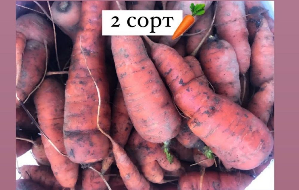 Морква другий сорт на переробку дрібна на корм тварин КАСКАД 50 тон: 5 ...