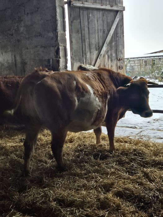 Sprzedam stado krów cielnych, byk i jałówka Parczew • OLX.pl