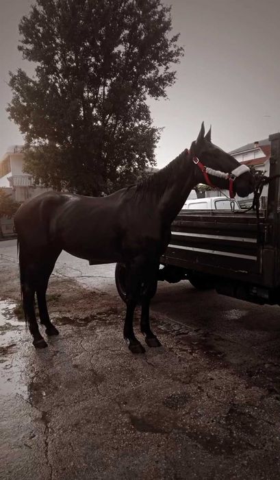 Vendo Trotadora francesa Basto • OLX.pt