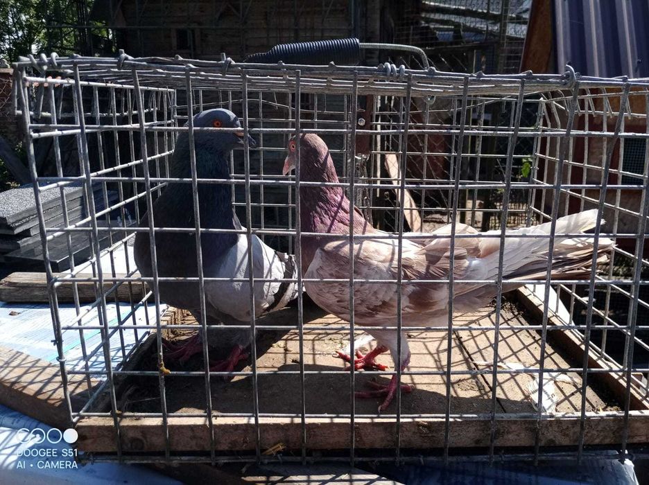 Sprzedam gołębie rasy KING I OLBRZYM RZYMSKI Sławno • OLX.pl