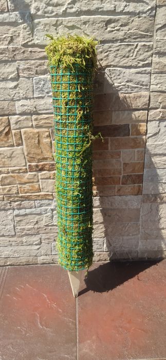 Palik z mchu naturalnego 60 cm Kraków Bronowice • OLX.pl