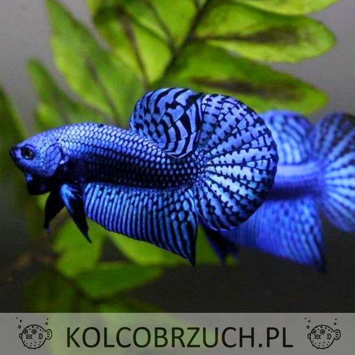 Bojownik alien - odmiana NIEBIESKA - PARA - 2 sztuki - BETTA - RARYTAS ...
