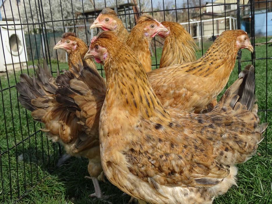 Green shell, kury z czubkiem, zielone jaja, super nioski Kostomłoty ...