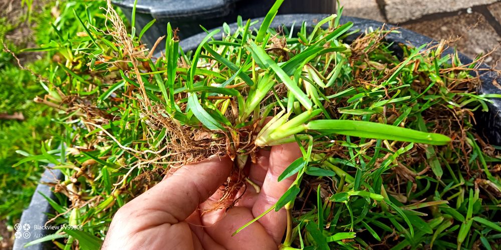 Escalracho para entrega ou envio Louro • OLX.pt