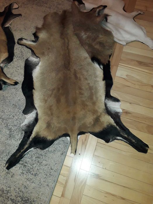 Skóry wyprawione z baranków kameruńskich z własnej hodowli Brzeziny ...
