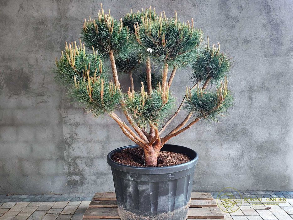 Sosna pospolita formowana 094 NIWAKI, BONSAI OGRODOWE, Topiary Witkowice • OLX.pl