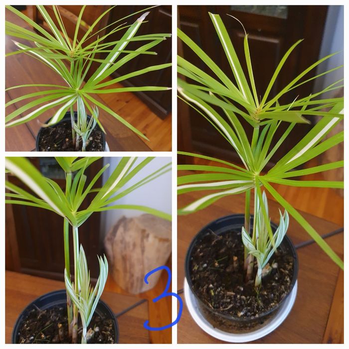 Papirus cibora papirusowa variegata Wrocław Śródmieście • OLX.pl