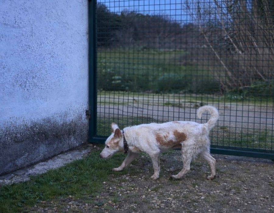 Fox terrier e Podengo para dar Torres Vedras (São Pedro, Santiago ...