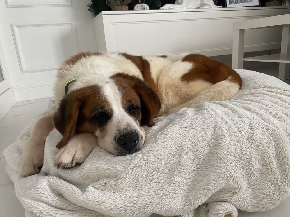 Mini bernardyn suczka berneński podhalański golden retriever Poznań ...