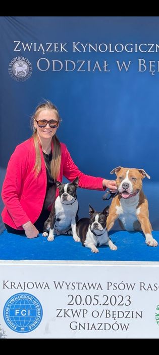 Boston Terrier zkwp fci Białystok Centrum • OLX.pl
