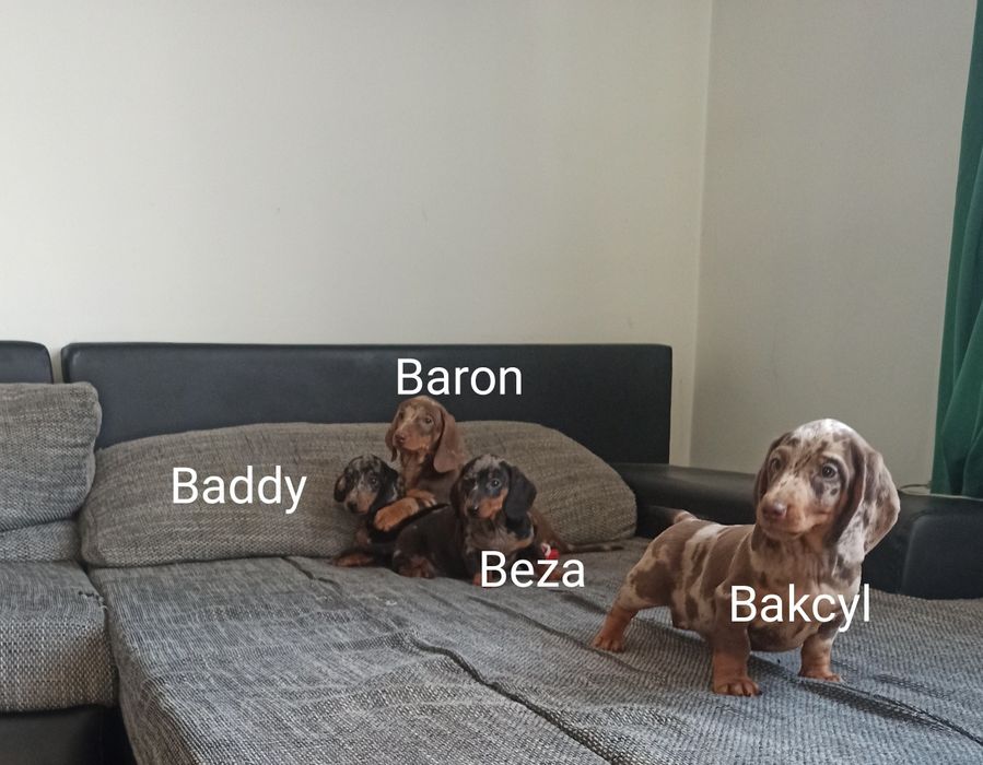 Jamnik krótkowłosy merle Lipsko • OLX.pl