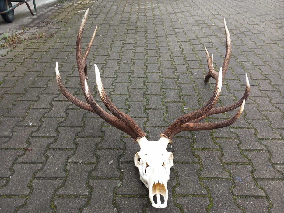 Poroże, Byk, Wieniec, Jeleń, ,Rogi 10,5 kg Stargard • OLX.pl