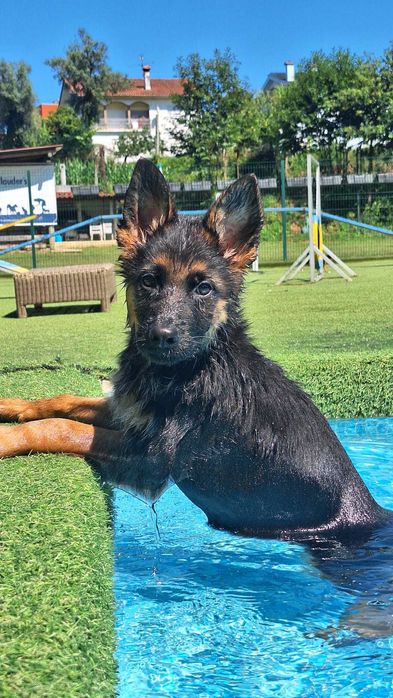 Pastor alemão puro Ferreiros E Gondizalves • OLX.pt