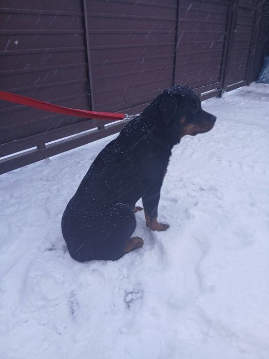 Rottweiler pieski Granowo • OLX.pl