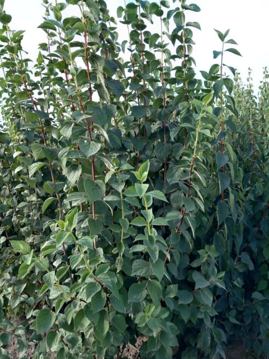 Jaśminowiec wonny Czerniak • OLX.pl