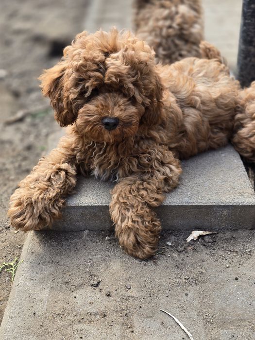 Cavapoo f1b / duży chłopiec Świdnica • OLX.pl