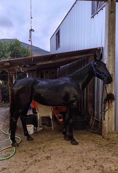 Vendo Trotadora francesa Basto • OLX.pt