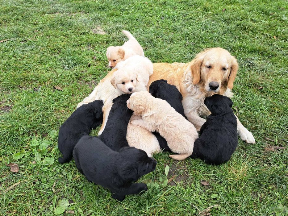 Pieski po matce Golden Retriver, ojciec ? Lubaczów • OLX.pl