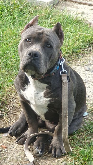 American Bully standard. Безкоштовно адресна доставка!!!: 1 300 ...