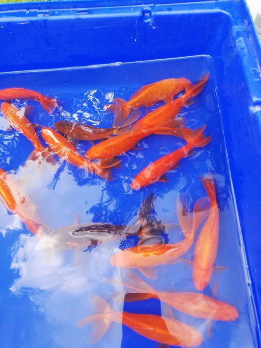 Karaś karp lin orfa tołpyga amur jesiotr Ostrów Mazowiecka • OLX.pl