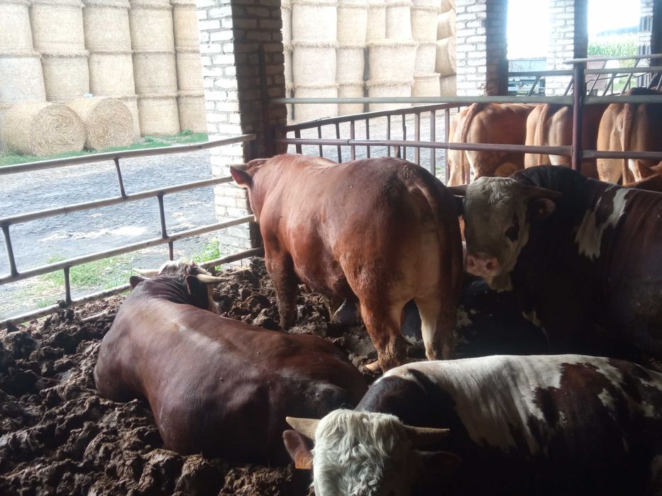 Byk hodowlany limousine 100% po inseminacji Sońsk • OLX.pl