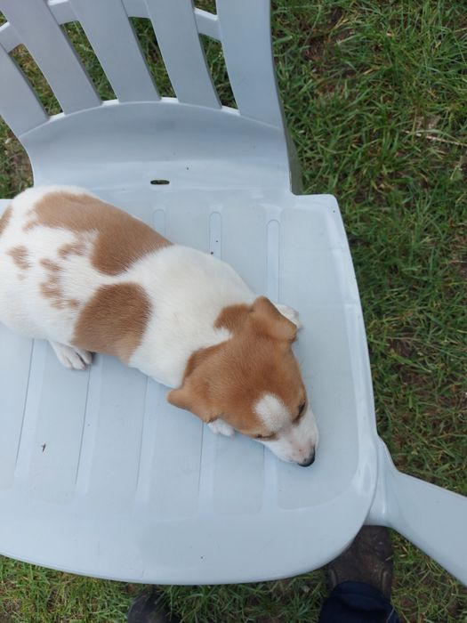 Szczenięta Jack Russell Terrier Staroźreby • OLX.pl