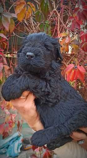 Цуценята Чорного Тер"єра. Документи FCI: 18 000 грн. - Собаки Київ на Olx