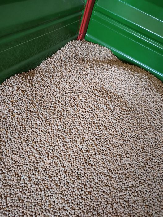 Groch Batuta zbiór 2024 nie desykowany Kościeleczki • OLX.pl