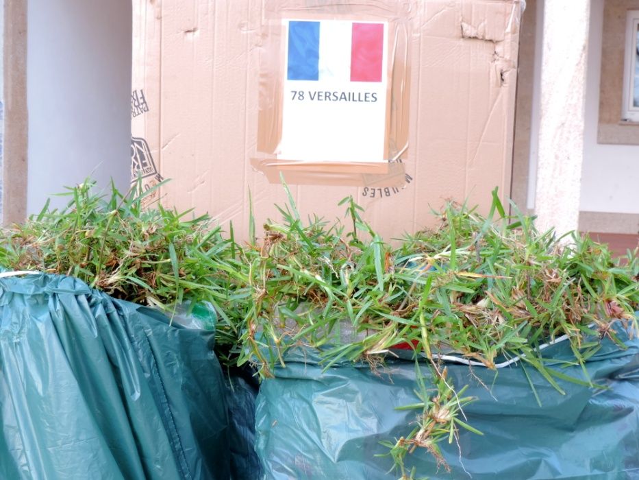 Relva escalracho c/entrega ou envio Lamelas E Guimarei • OLX Portugal