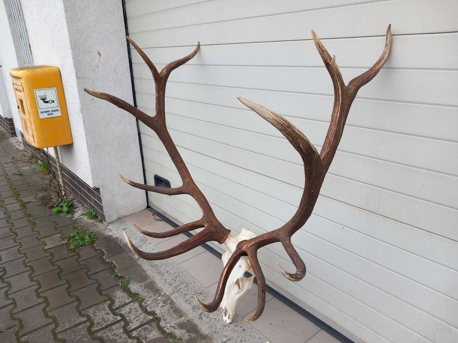 Poroże, Byk, Wieniec, Jeleń, ,Rogi 10,5 kg Stargard • OLX.pl