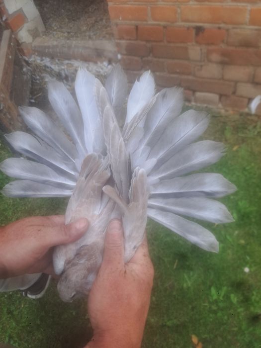 Gołębie orliki kolorowe Zielona • OLX.pl
