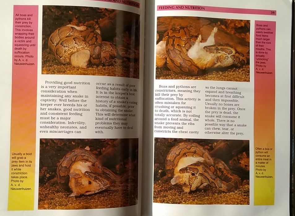 Cobras, guia de Boas & Pythons, Criação e cuidados Carcavelos E Parede ...