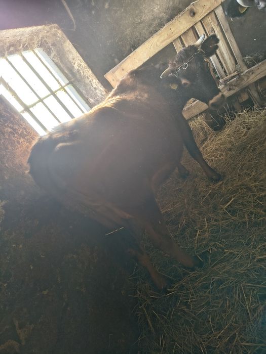 Krowa cielną Jersey.Rezerwacja do jutra Gruszów • OLX.pl