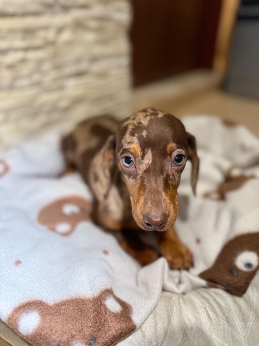 Piękna sunia jamnik miniaturowy choco merle metryka pochodzenia ...