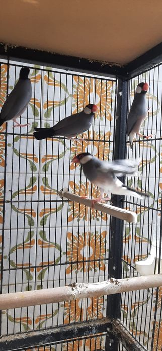 Vendo pardais de Java Lagos (São Sebastião E Santa Maria) • OLX.pt