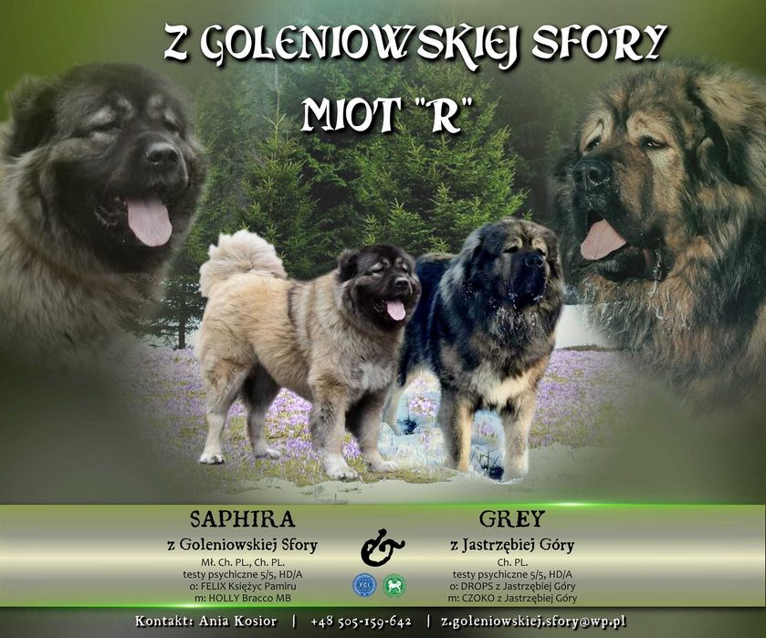 Owczarek kaukaski FCI - 8 miesięcy Goleniów • OLX.pl