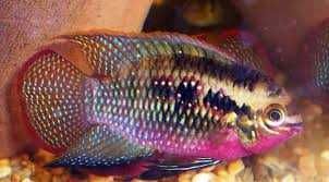 Piwnica Akwarystyczna