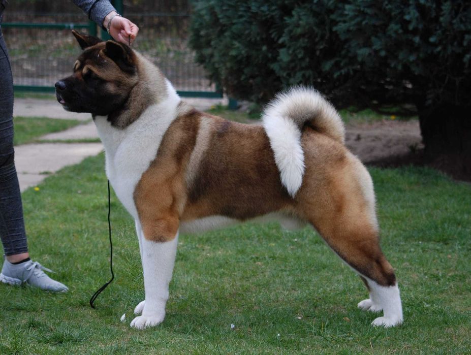 Piesek Akita Amerykańska FCI Garwolin • OLX.pl
