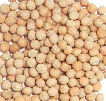 Groch James, groch ozimy, groch zimujący- poplon - dla gołębi, ptaków ...