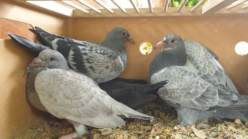 Golebie pocztowe młode,nie wysylam Chorzów • OLX.pl